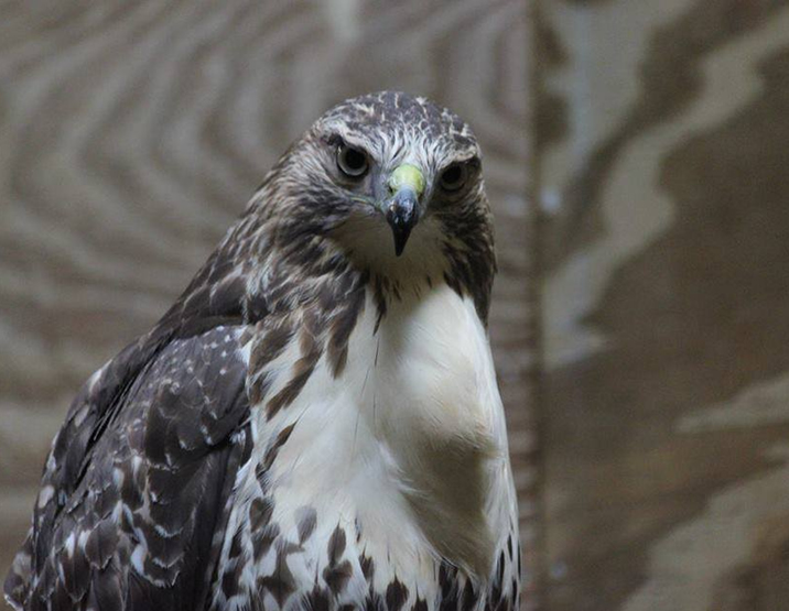 Wild Care | Cape Cod