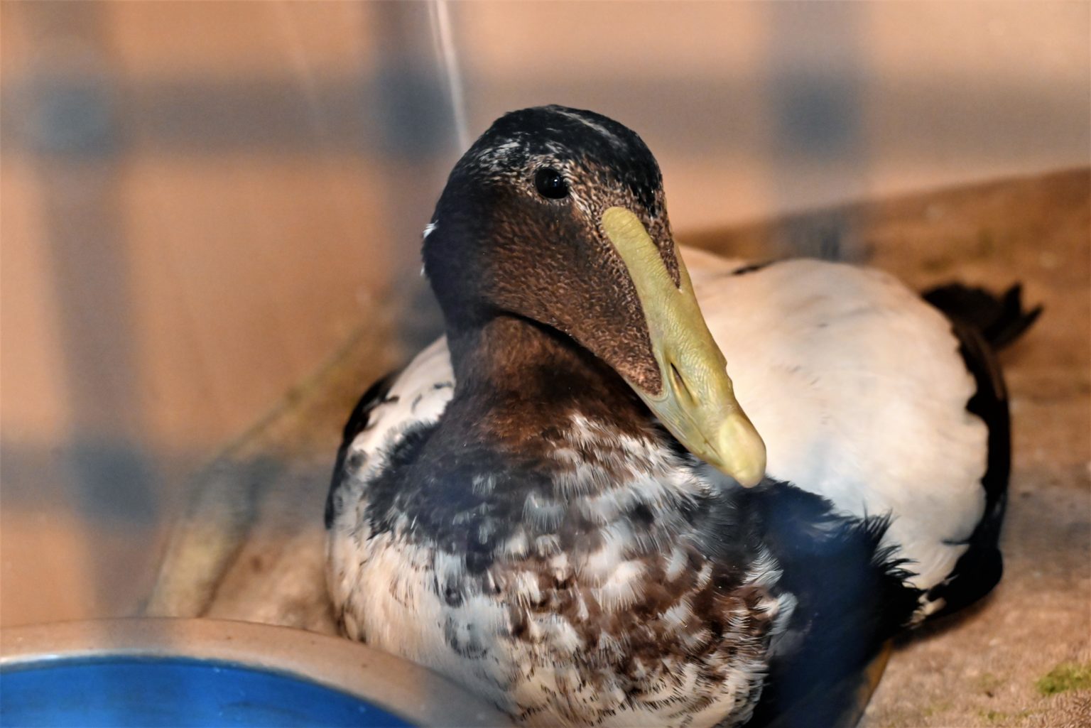 Sea Ducks on Cape Cod – A Lethal Journey? | Wild Care