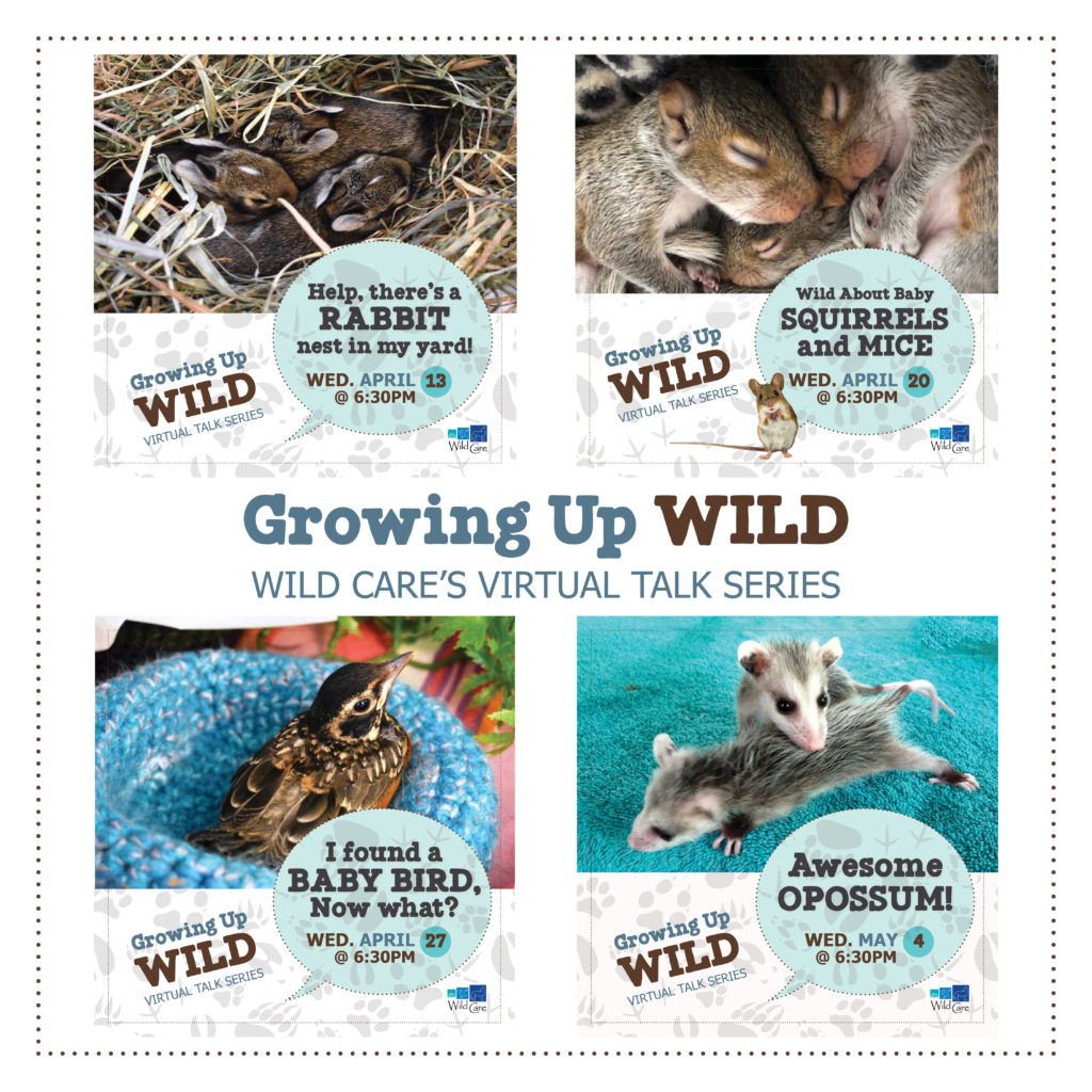 Growing Up Wild – Wild Care’s virtual talk series all about baby ...