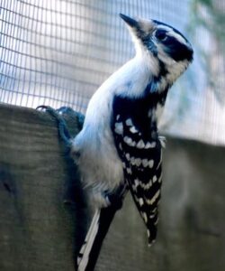Save Birds From Window Strikes | Wild Care