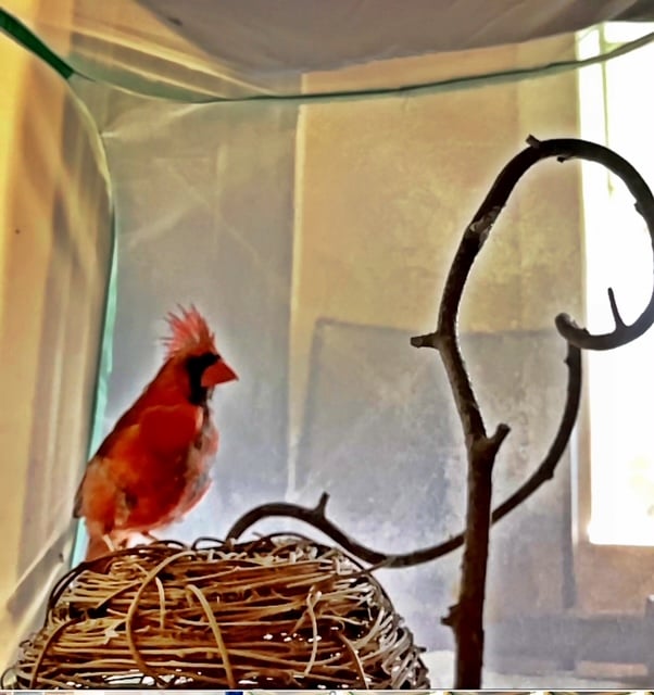 Letter of Testimony: A Bill to prohibit glue traps in NH | Wild Care