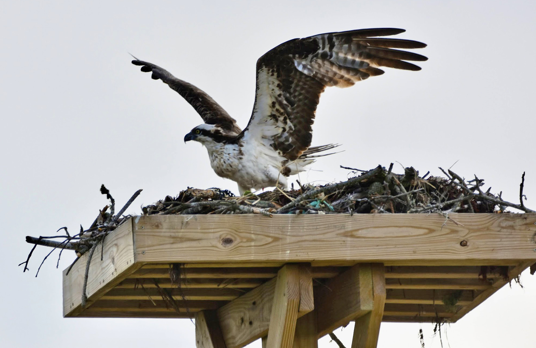 Why Wildlife Matters: An Ode To Osprey by Stephanie Ellis | Wild Care